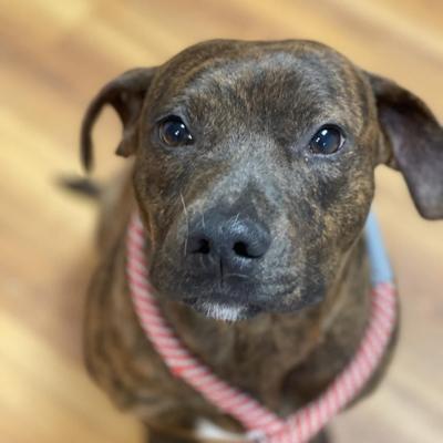 DOG OF THE WEEK: Ricky Bobby | Community | thetimestribune.com