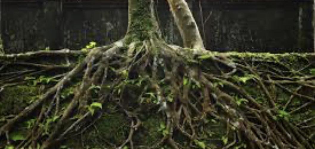 THE PREACHER'S DAUGHTER: I shall not be moved | Opinion ...