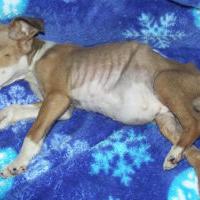 Puppy's death raises controversy | Local News | thetimestribune.com