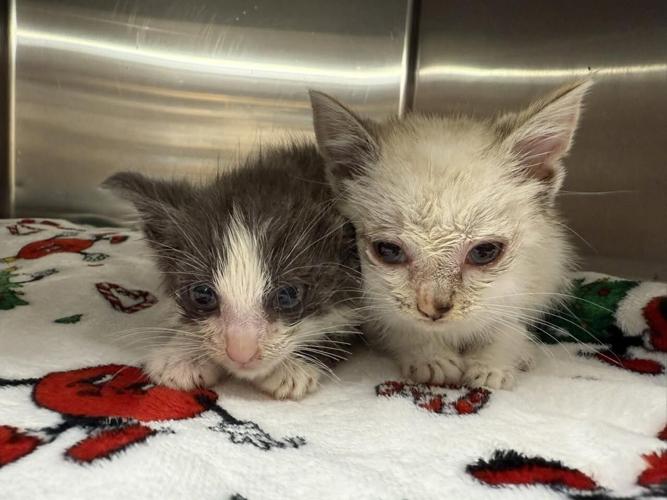 UPDATE: Two kittens on the mend after tornado devastation at Finley ...