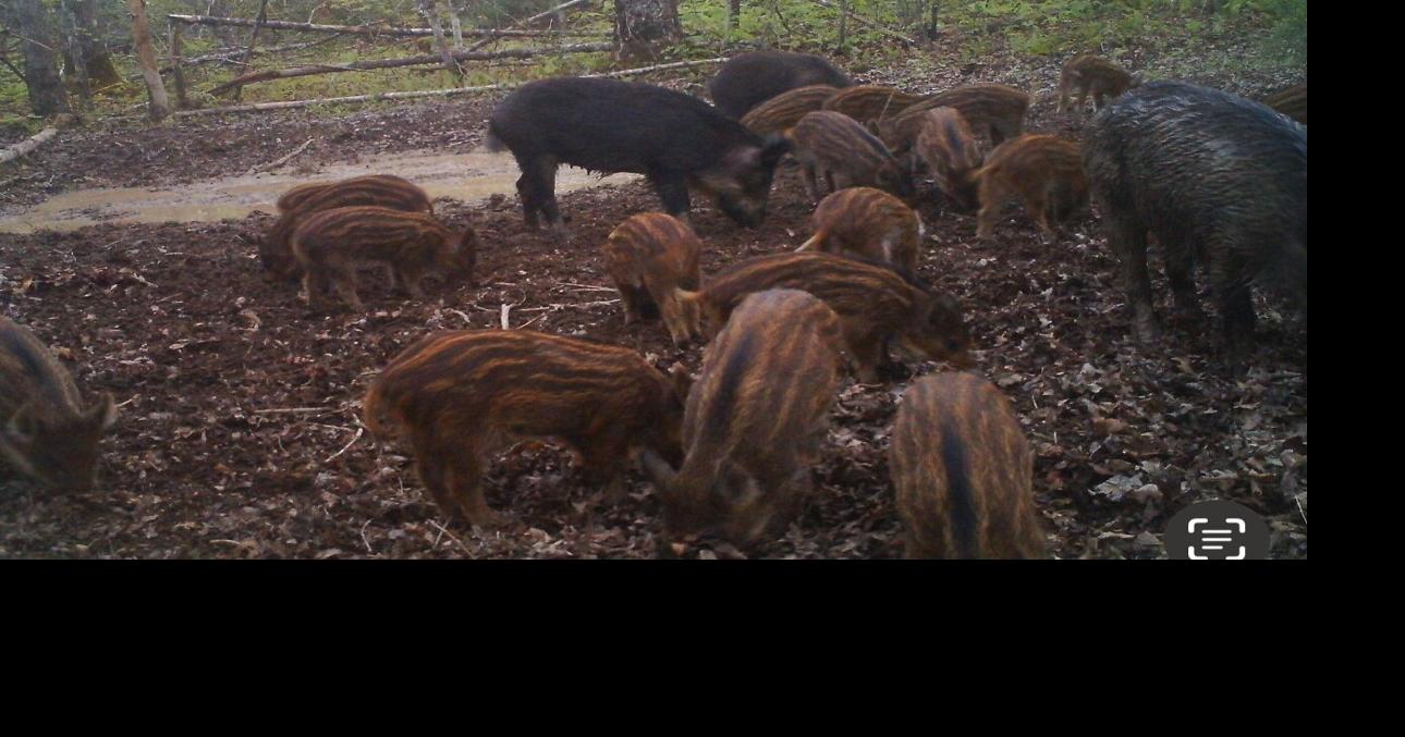 Harvesting wild hogs at Big South Fork NRRA and Obed WSR | Kentucky ...