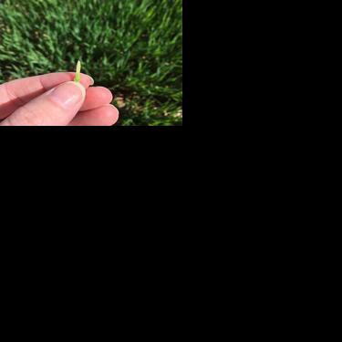 Time for Kentucky wheat growers to check for freeze damage | News ...