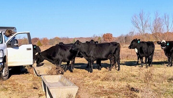 RANCHERS NUMBERS DECLINING: Bailout for farmers doesn't include ...