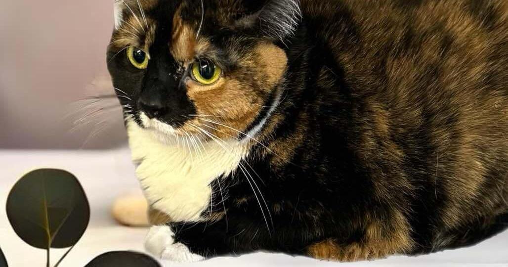 PETS OF THE WEEK: Red and Nala | Community | thetimestribune.com