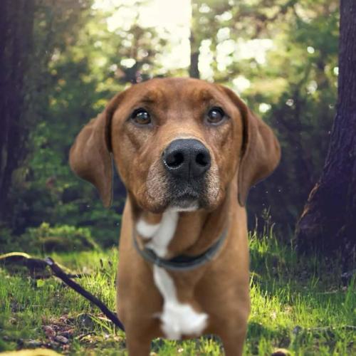 PETS OF THE WEEK: Red and Nala | Community | thetimestribune.com