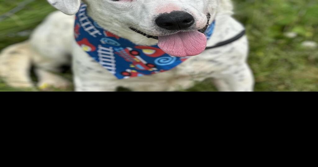 DOG OF THE WEEK: Hammy | Community | thetimestribune.com