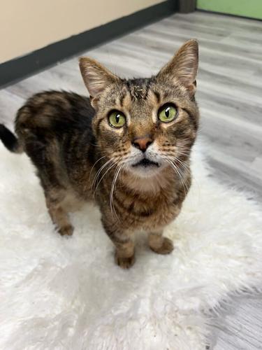 Forgotten Felines pairs senior cats with senior citizens | News ...