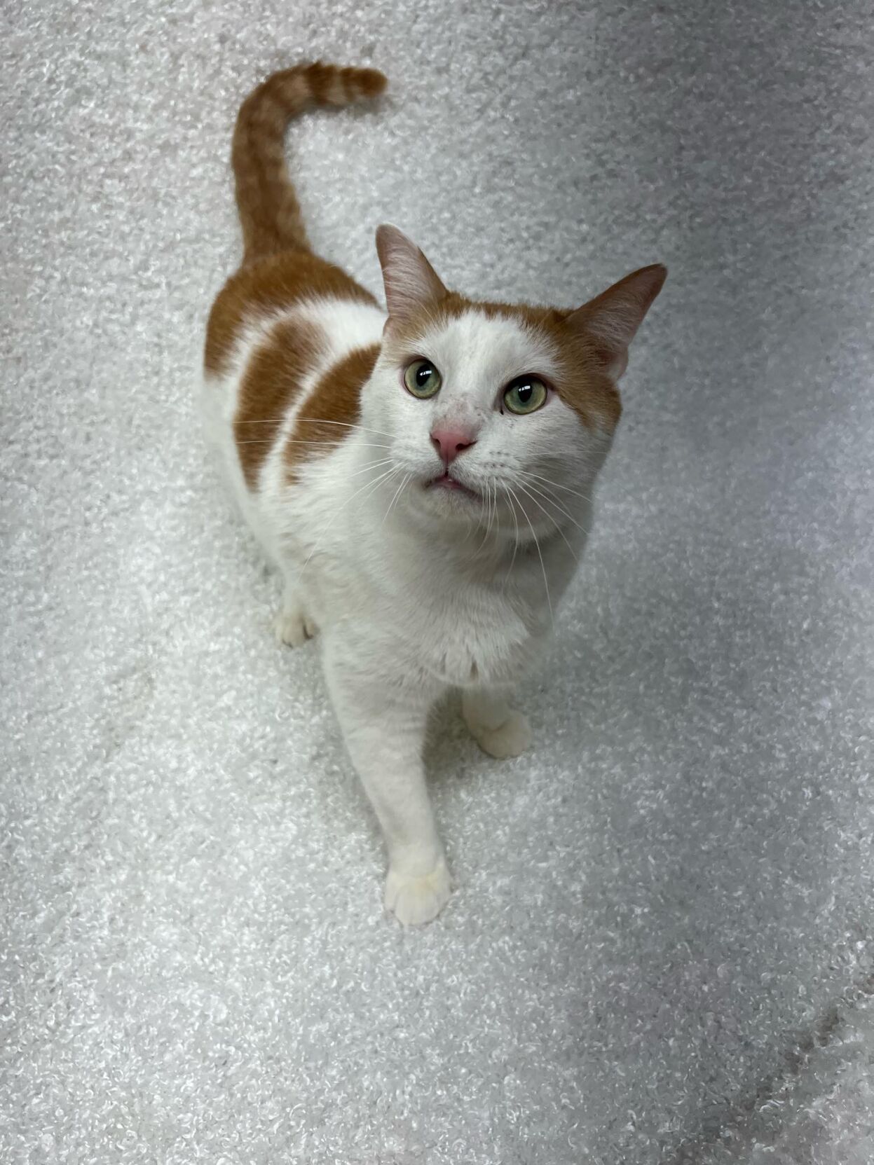 Forgotten Felines pairs senior cats with senior citizens | News ...