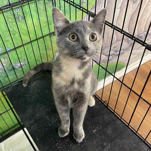 PETS OF THE WEEK: Cheech and Maddie | Community | thetimestribune.com