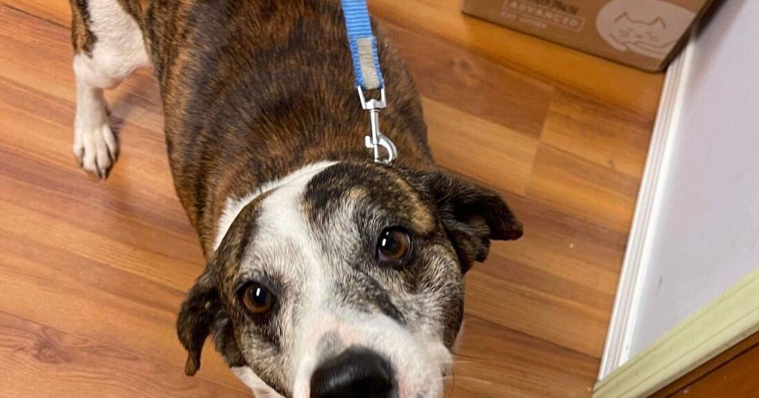 PETS OF THE WEEK: Harrison and Frisky | Community | thetimestribune.com