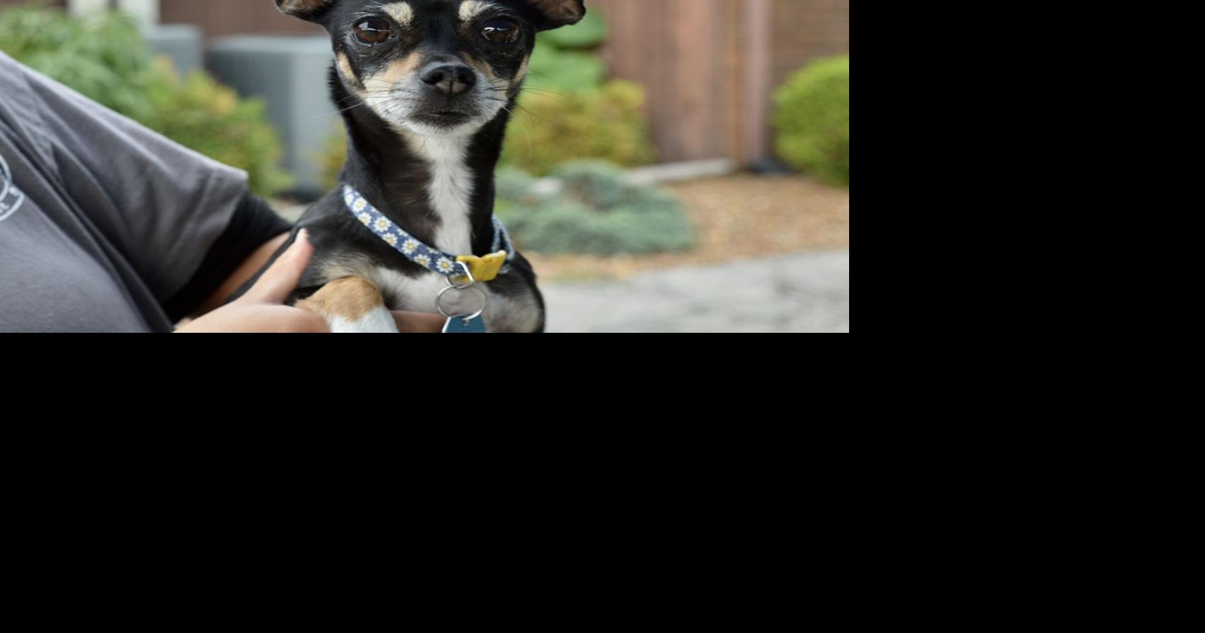 Corbin Animal Clinic hosts affordable vaccination clinic | News ...