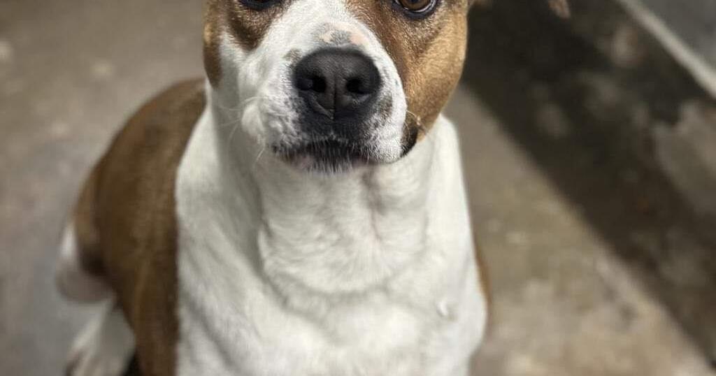 PETS OF THE WEEK: Patterson and Princess | Community | thetimestribune.com