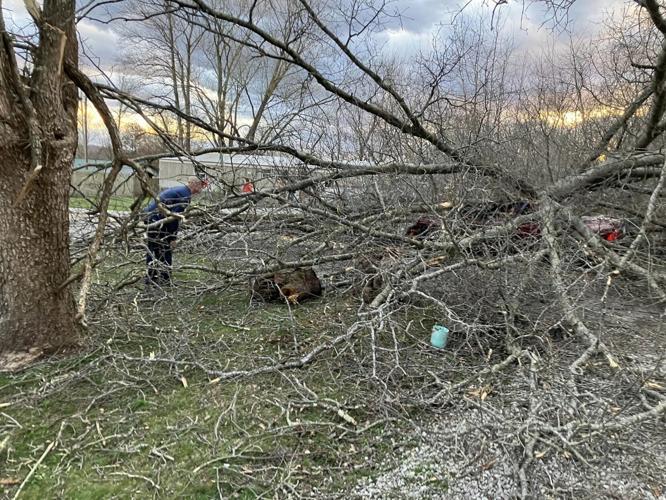 Driver gets trapped under tree in two-vehicle crash | News ...