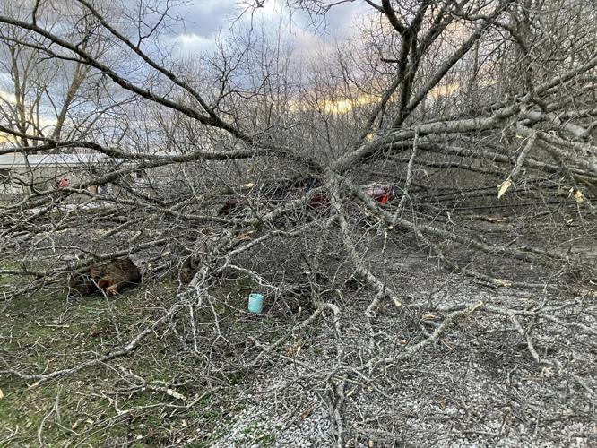 Driver gets trapped under tree in two-vehicle crash | News ...