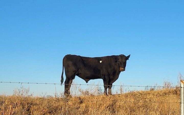 RANCHERS NUMBERS DECLINING: Bailout for farmers doesn't include ...