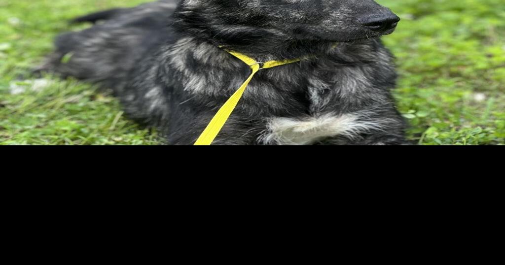PETS OF THE WEEK: Nala and Snow White | Community | thetimestribune.com