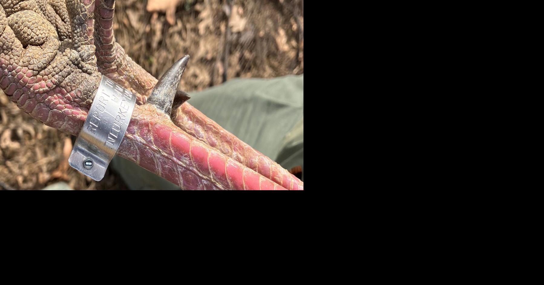 Multi-state wild turkey research one year closer | Kentucky ...