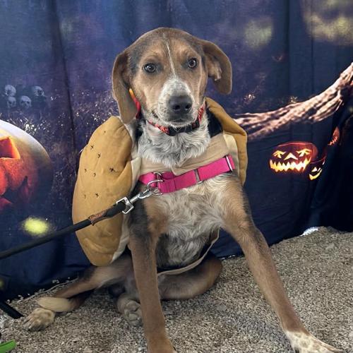 PETS OF THE WEEK: Huxley and Jupiter | Community | thetimestribune.com