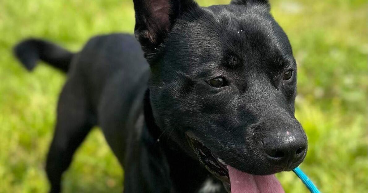 PETS OF THE WEEK: Hobo and Trix | Community | thetimestribune.com