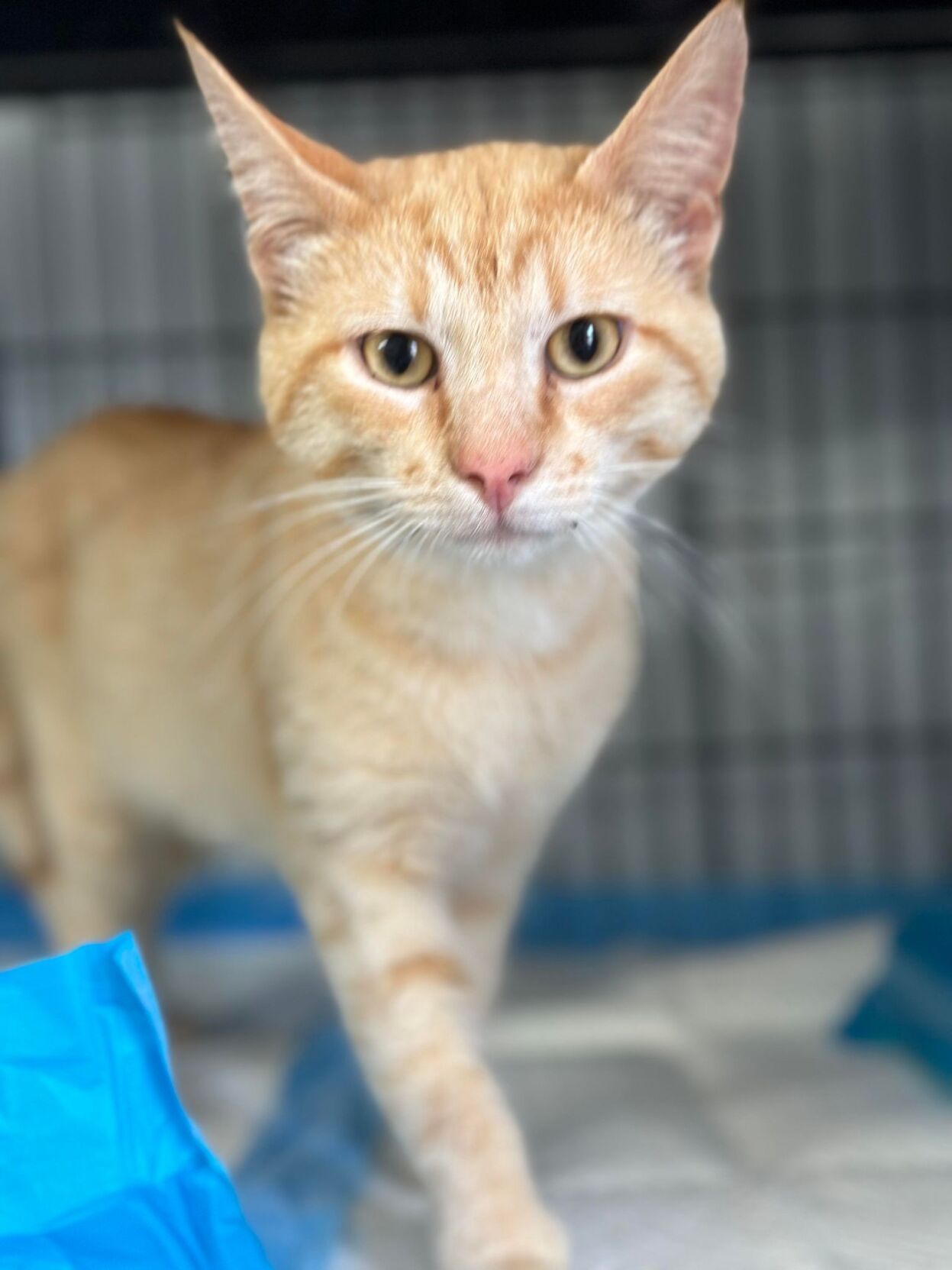 PETS OF THE WEEK: Hobo and Trix | Community | thetimestribune.com