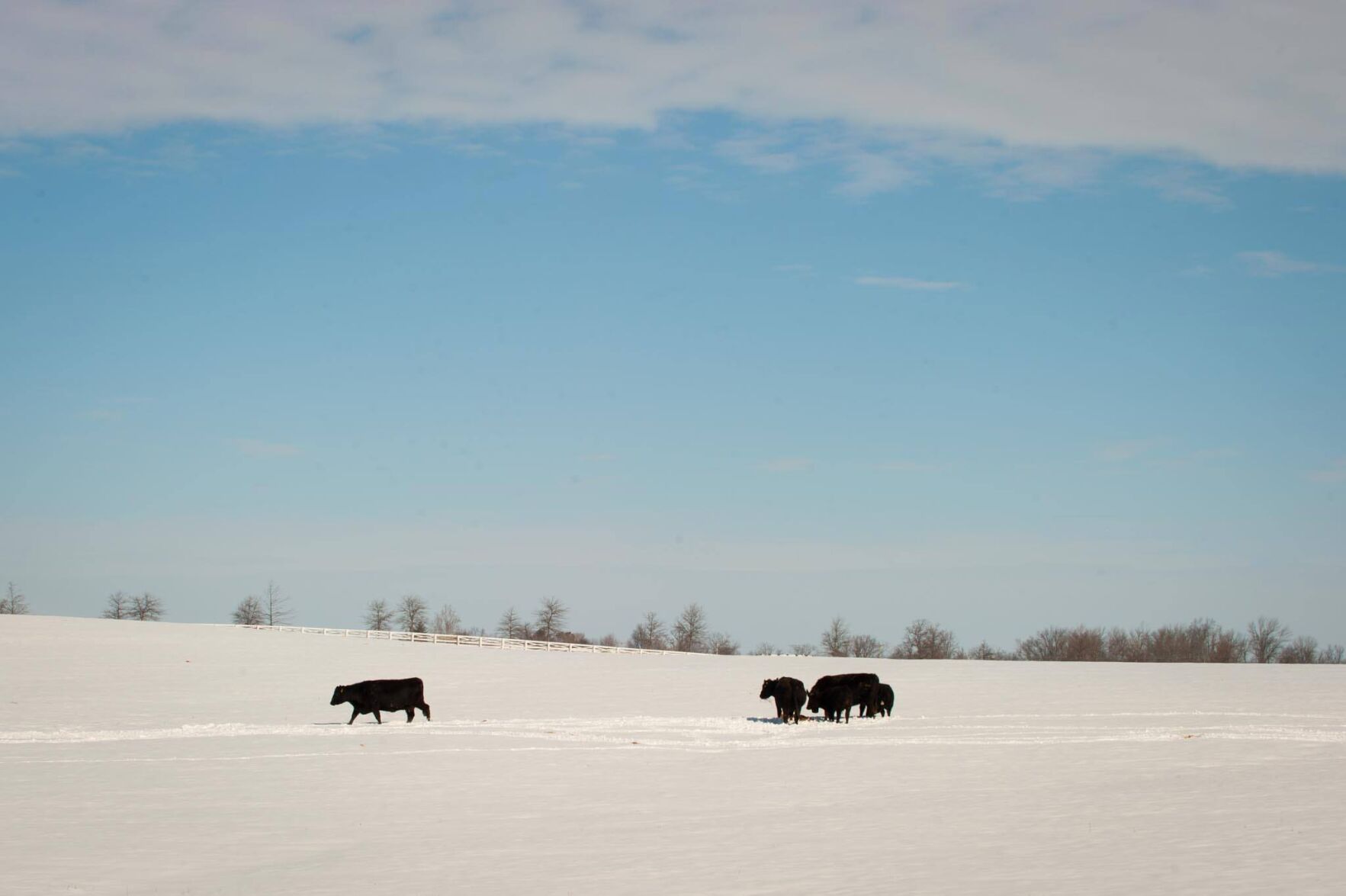 Winter weather pushes livestock cold stress into emergency category ...