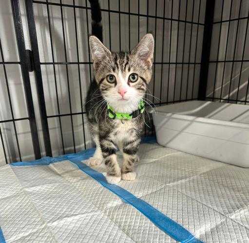 PETS OF THE WEEK: Enderman and Tibbs | Community | thetimestribune.com