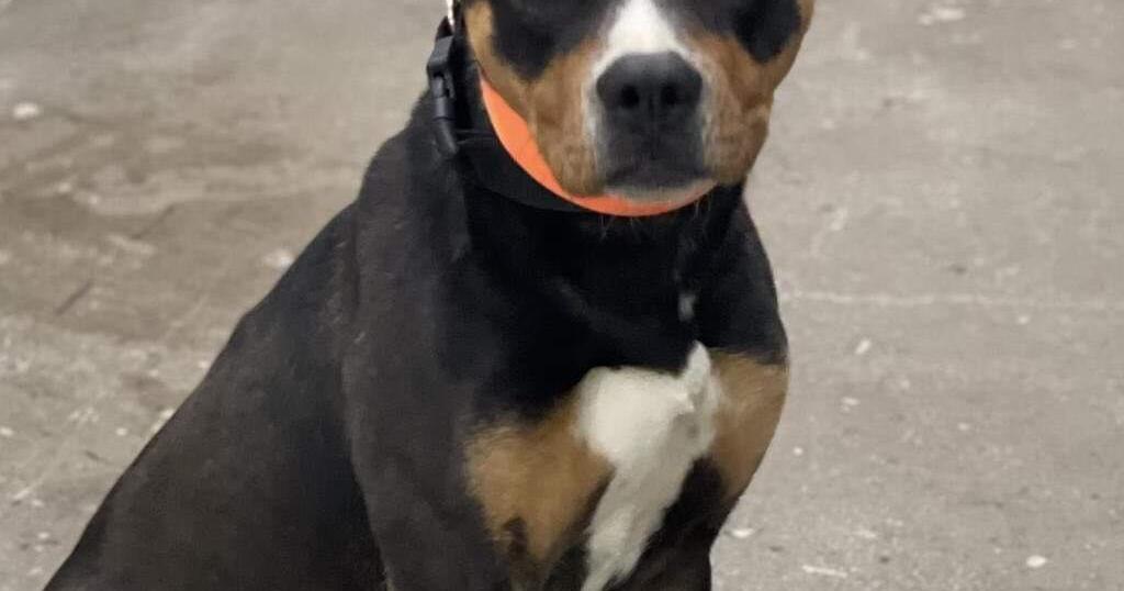 PETS OF THE WEEK: Atlantis and GiGi | Community | thetimestribune.com