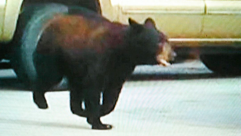 Increased sightings in Tri-County a normal 'bear necessity' | News ...