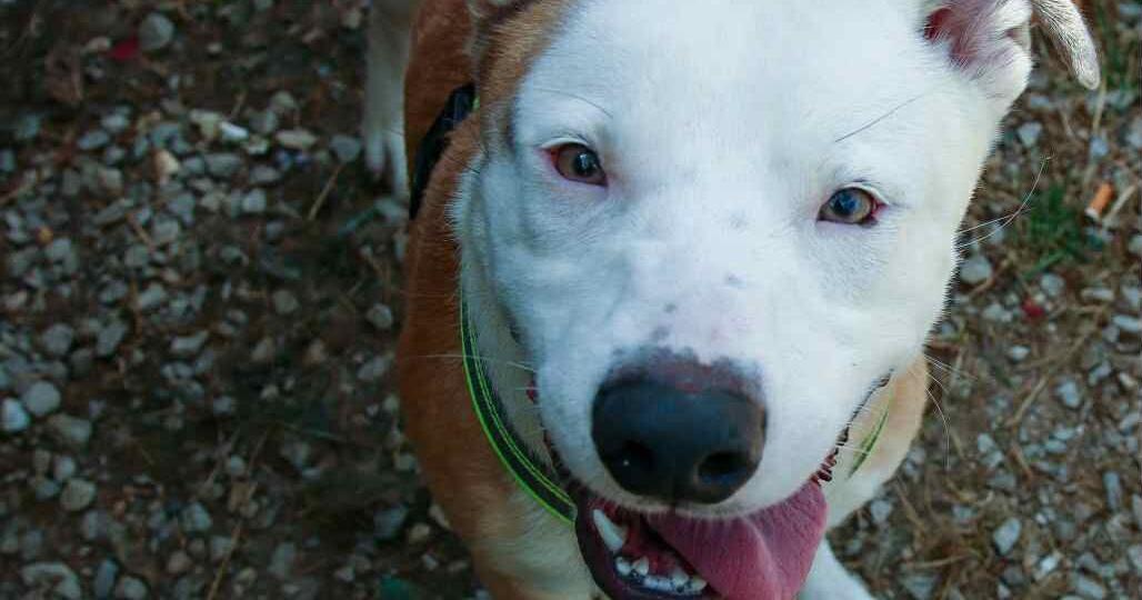 PETS OF THE WEEK: Cheech and Maddie | Community | thetimestribune.com