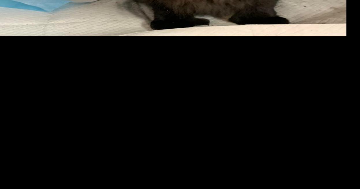 PETS OF THE WEEK: Norman and Grayson | Community | thetimestribune.com