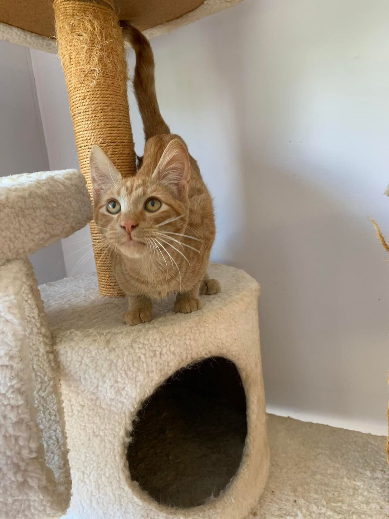 Pets of the Week: Ronan and Flintstone | Community | thetimestribune.com