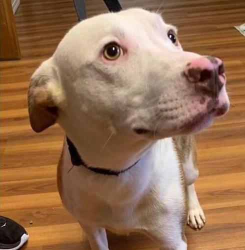 Pets of the Week: Ronan and Flintstone | Community | thetimestribune.com