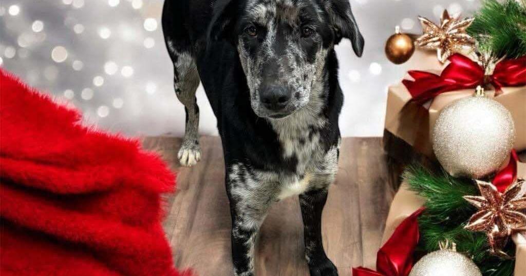 PETS OF THE WEEK: Aurora and Pickle | Community | thetimestribune.com