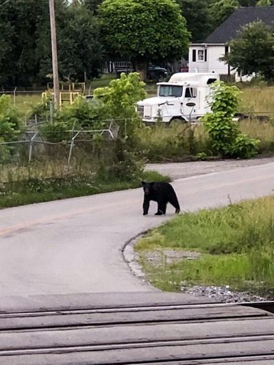 Several bear sightings reported in Corbin | News | thetimestribune.com
