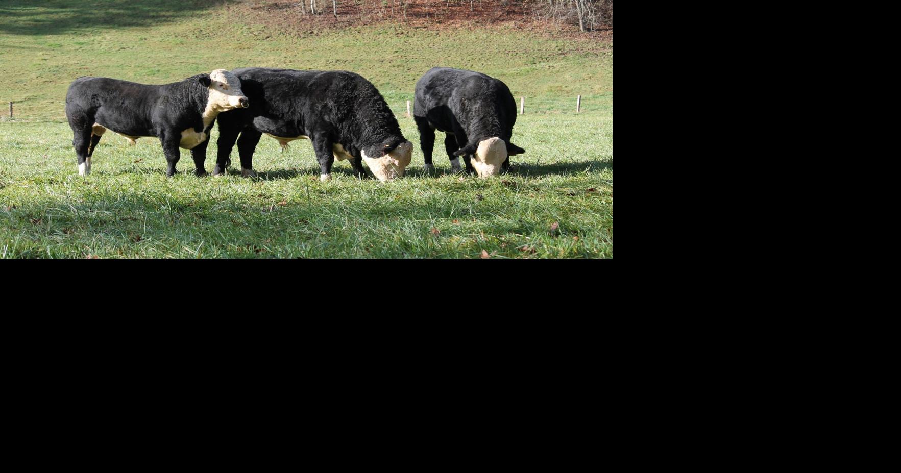 Local cattleman Rick Snyder first in Johnson County to raise new breed ...