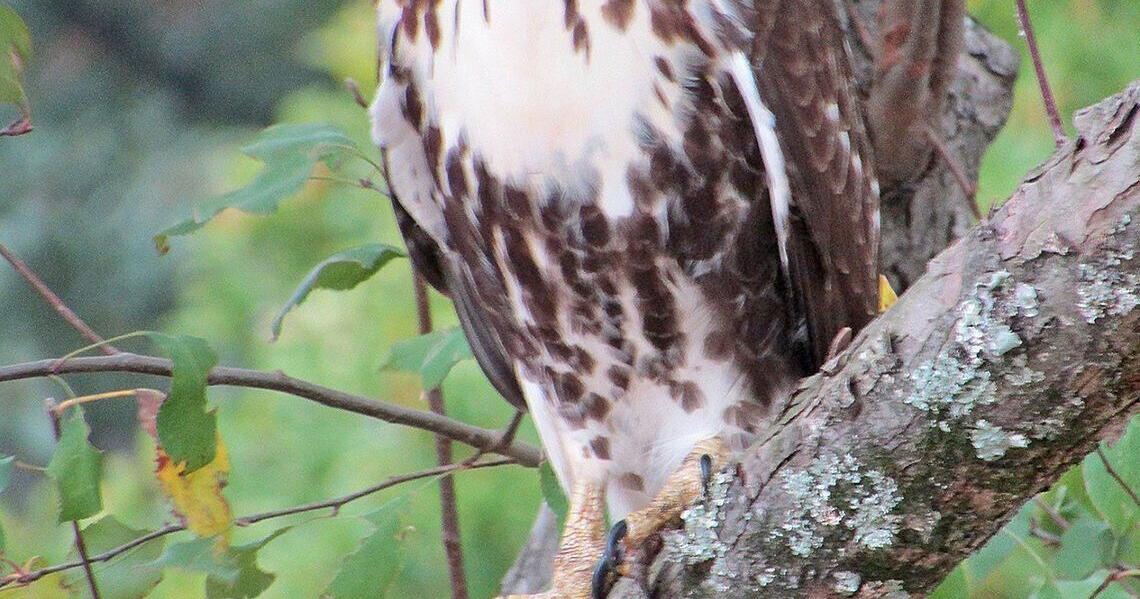 Hawks and other birds can be affected by albinism, leucism | The ...