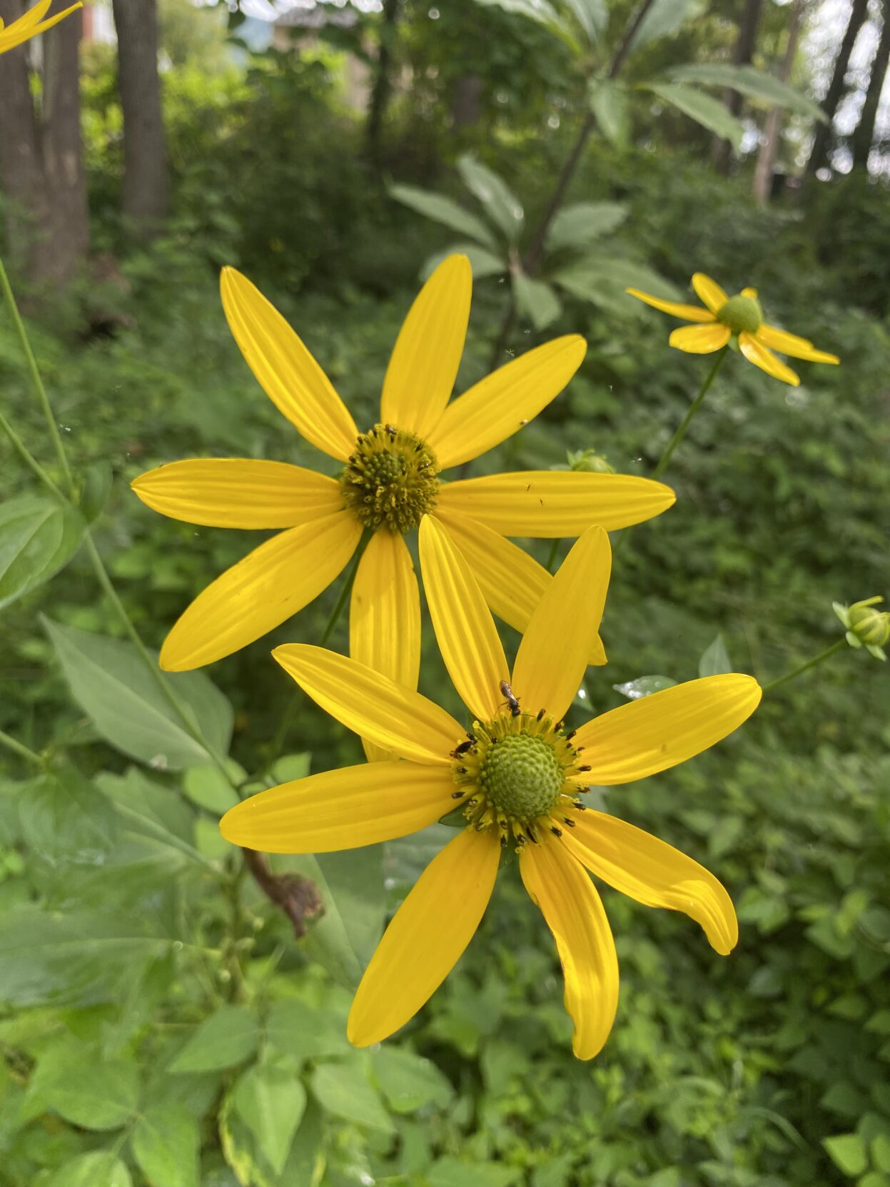 Southwest Virginia Museum Historical State Park to host Wildflower Walk ...