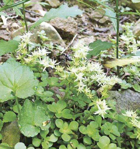 Stonecrop is a native sedum | Community News | thetomahawk.com