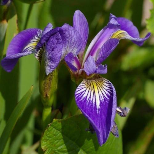 UT Gardens’ April Plant of the Month: Iris | Archives | thetomahawk.com