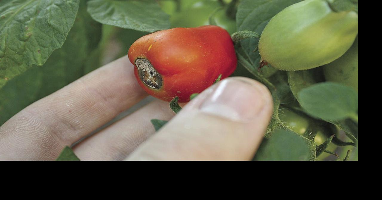 Tomato troubles | Local News | thetomahawk.com