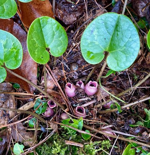 Rare beauty found in Johnson County | Community News | thetomahawk.com