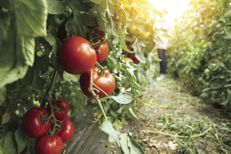Tomato Tips | Agriculture | thetomahawk.com