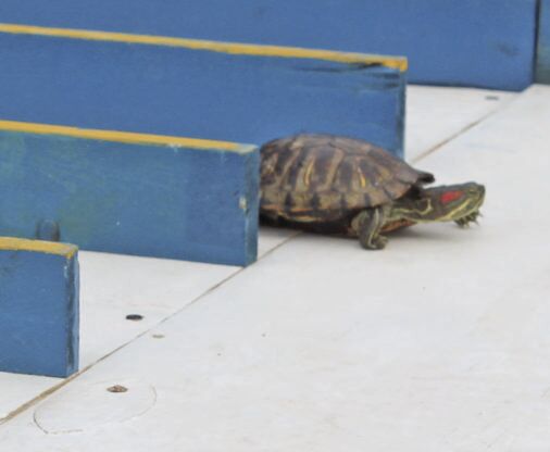 Annual turtle derby coming soon | Local News | thetomahawk.com