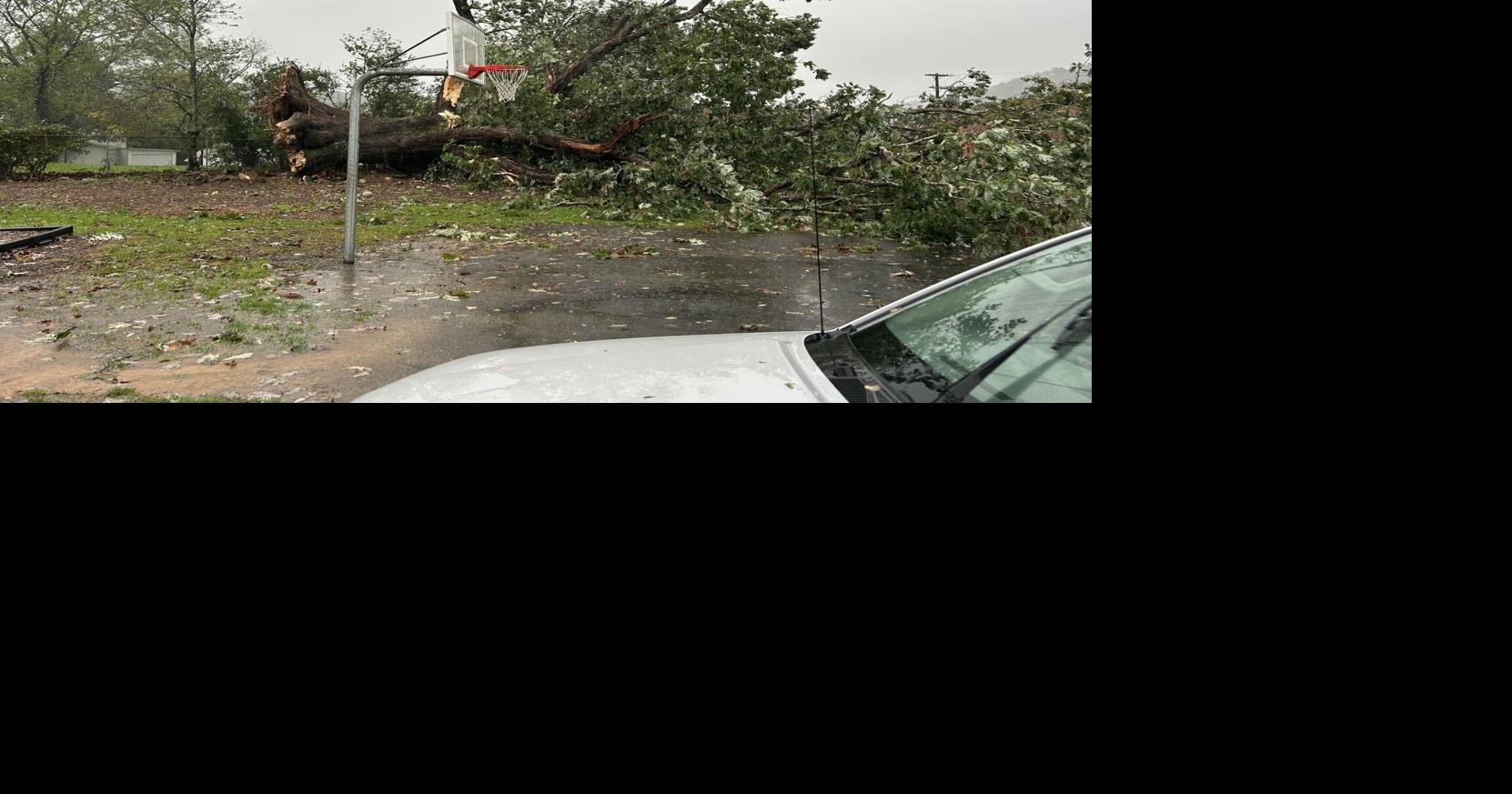 Town's award winning giant Oak tree is gone, high winds cause region ...