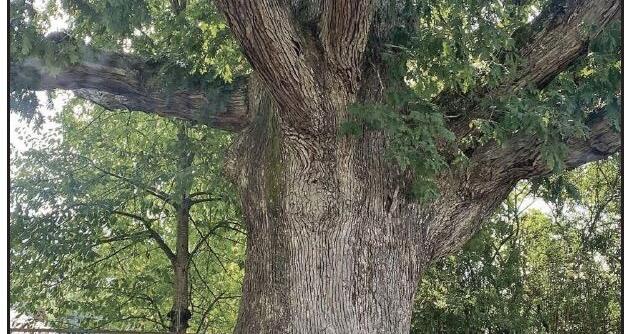 Cunningham Park's giant White Oak receives state championship crown ...