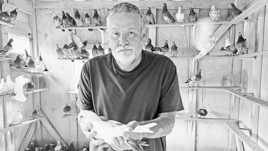 A labor of love- caring for pigeons | | thetomahawk.com