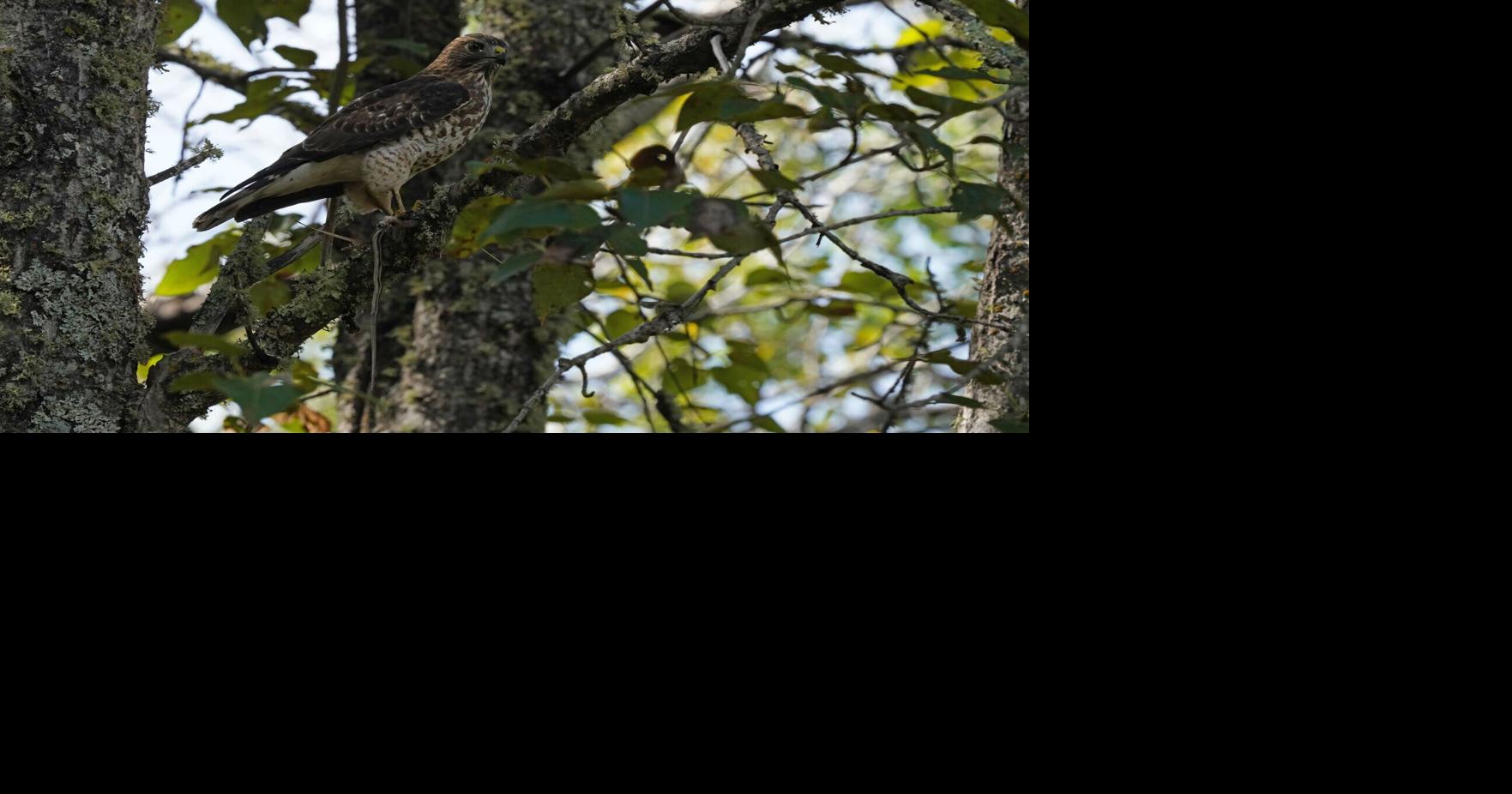 Broad-winged hawk is region's migratory raptor | The Appalachian ...