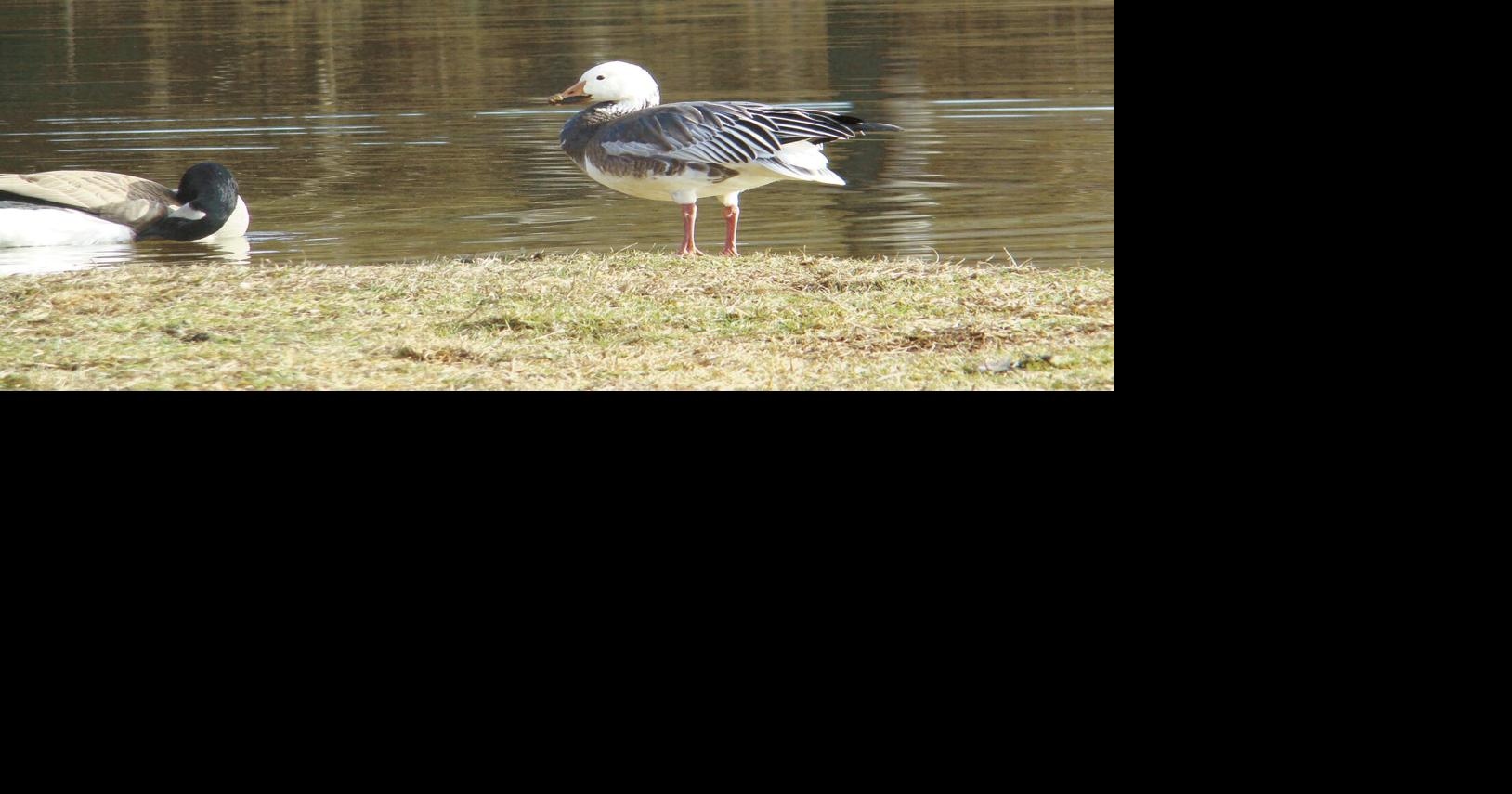 Unusual goose spotted visiting region pond | Features | thetomahawk.com