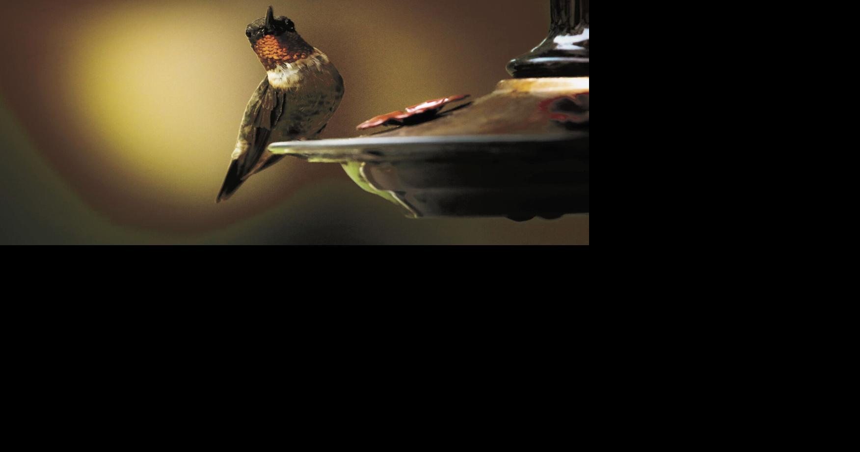 Share your first sightings of spring hummingbirds | Community News ...