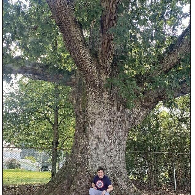 largest white oak tree